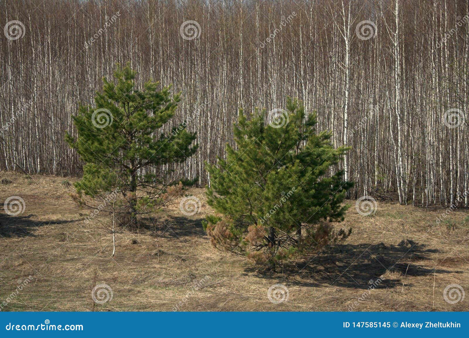 Two Low Young Cedar Grow on the Edge of the Forest. Landscape Stock ...