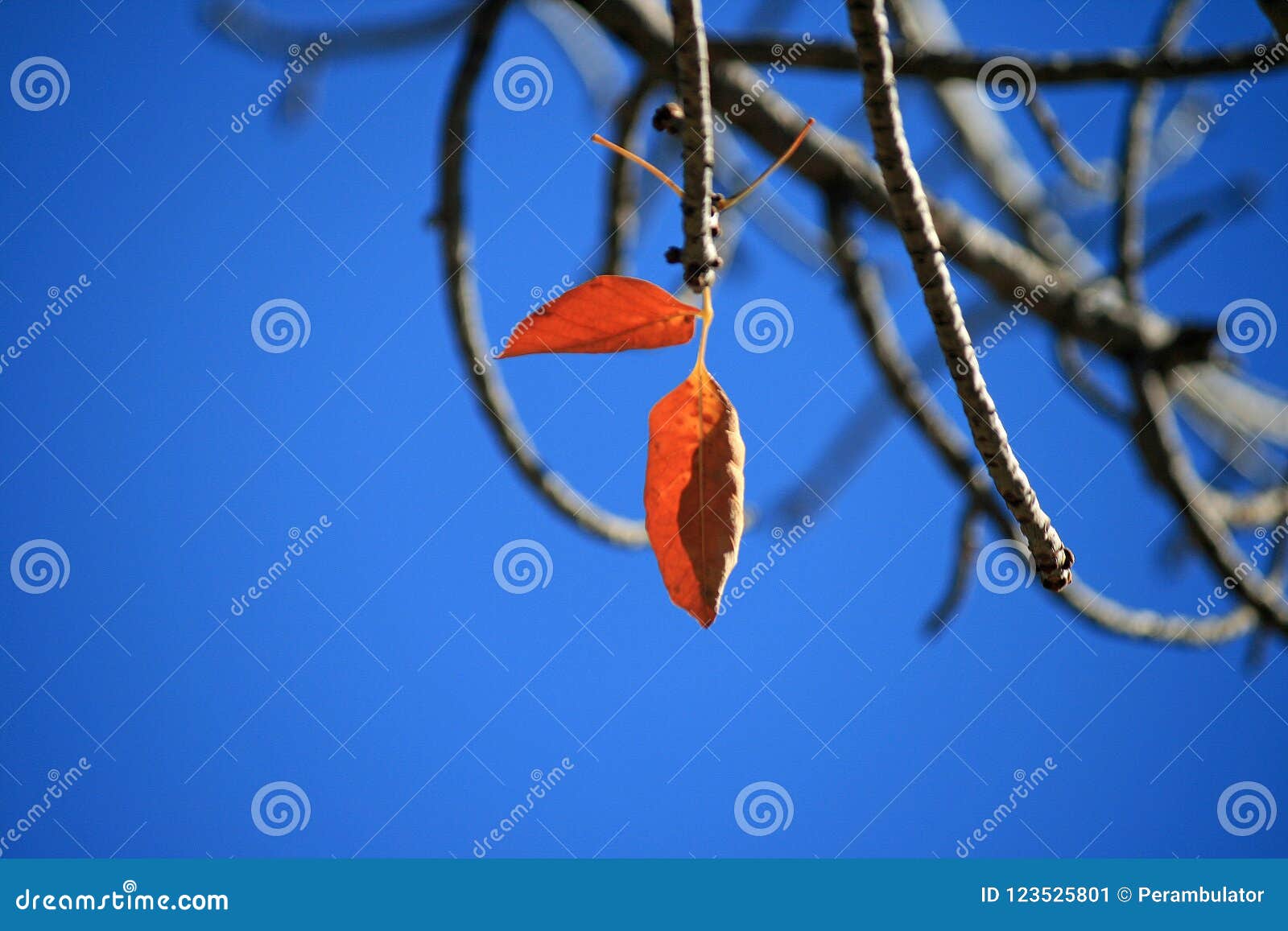 TWO LUMINOUS RUST COLOURED AUTUMN LEAVES on a TWIG on a TREE Stock ...