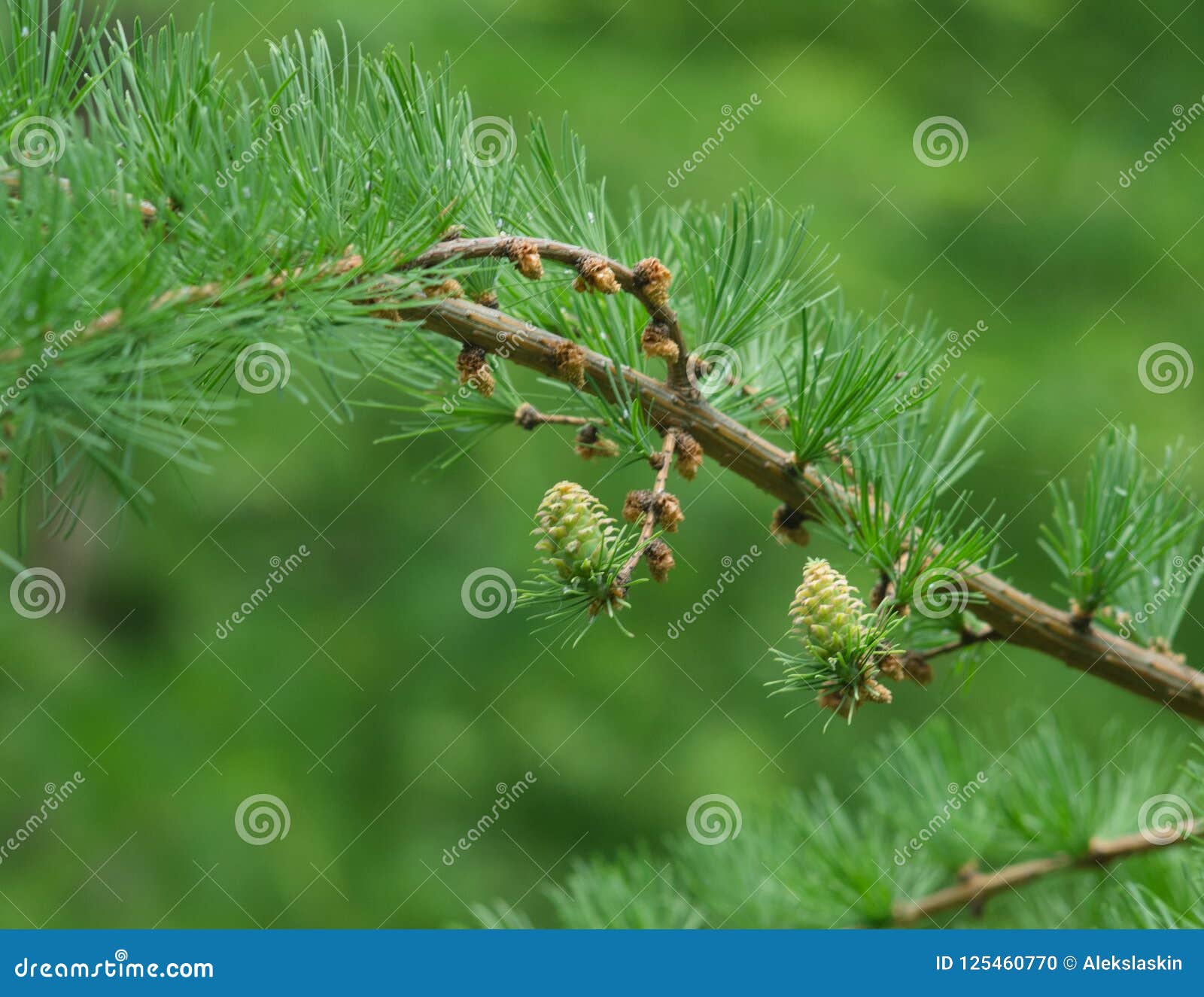 Two Lumps Pine Stock Photos - Free & Royalty-Free Stock Photos from ...