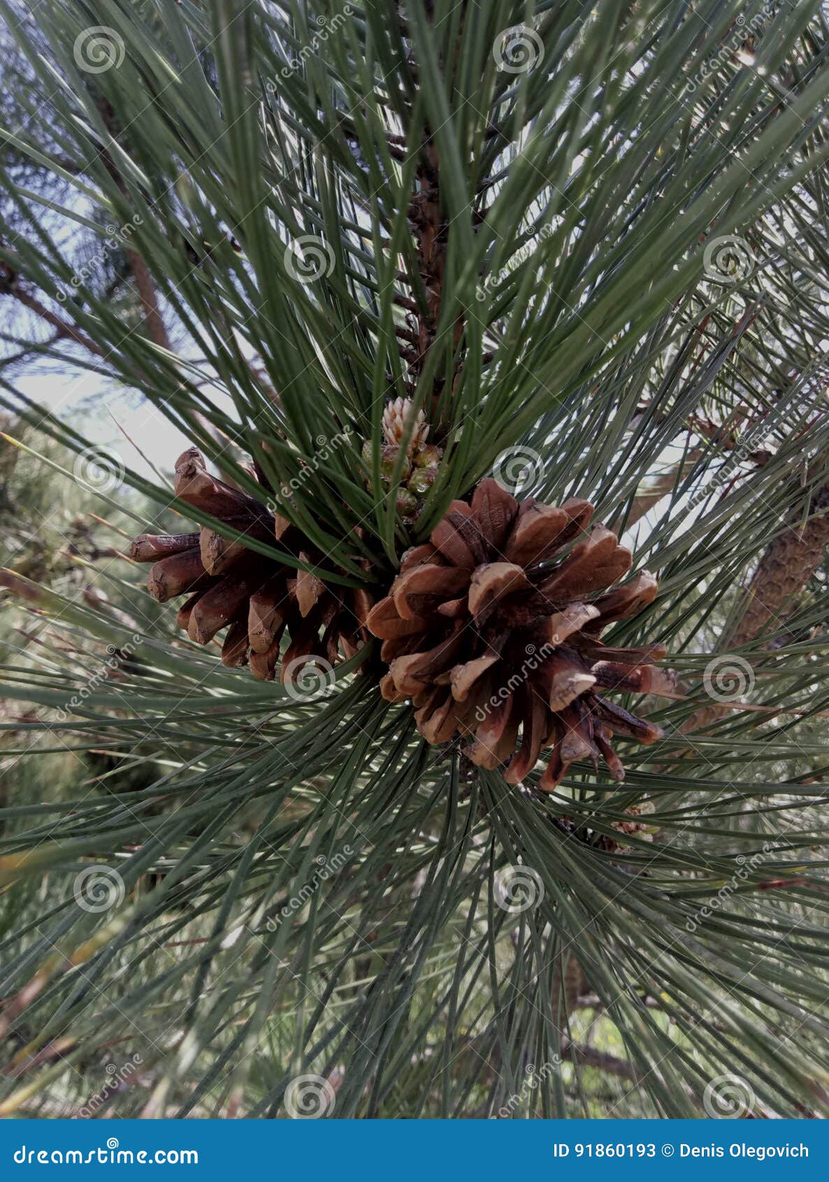 Two lumps on a pine stock image. Image of contemplate - 91860193