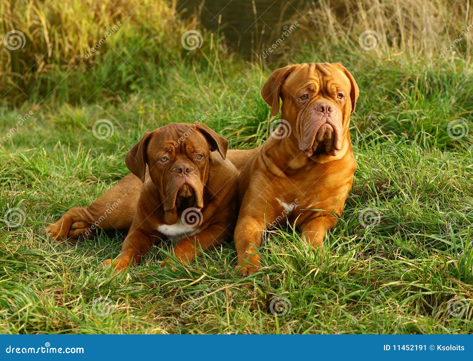 Two lying mastiffs. stock image. Image of partner, focus - 11452191