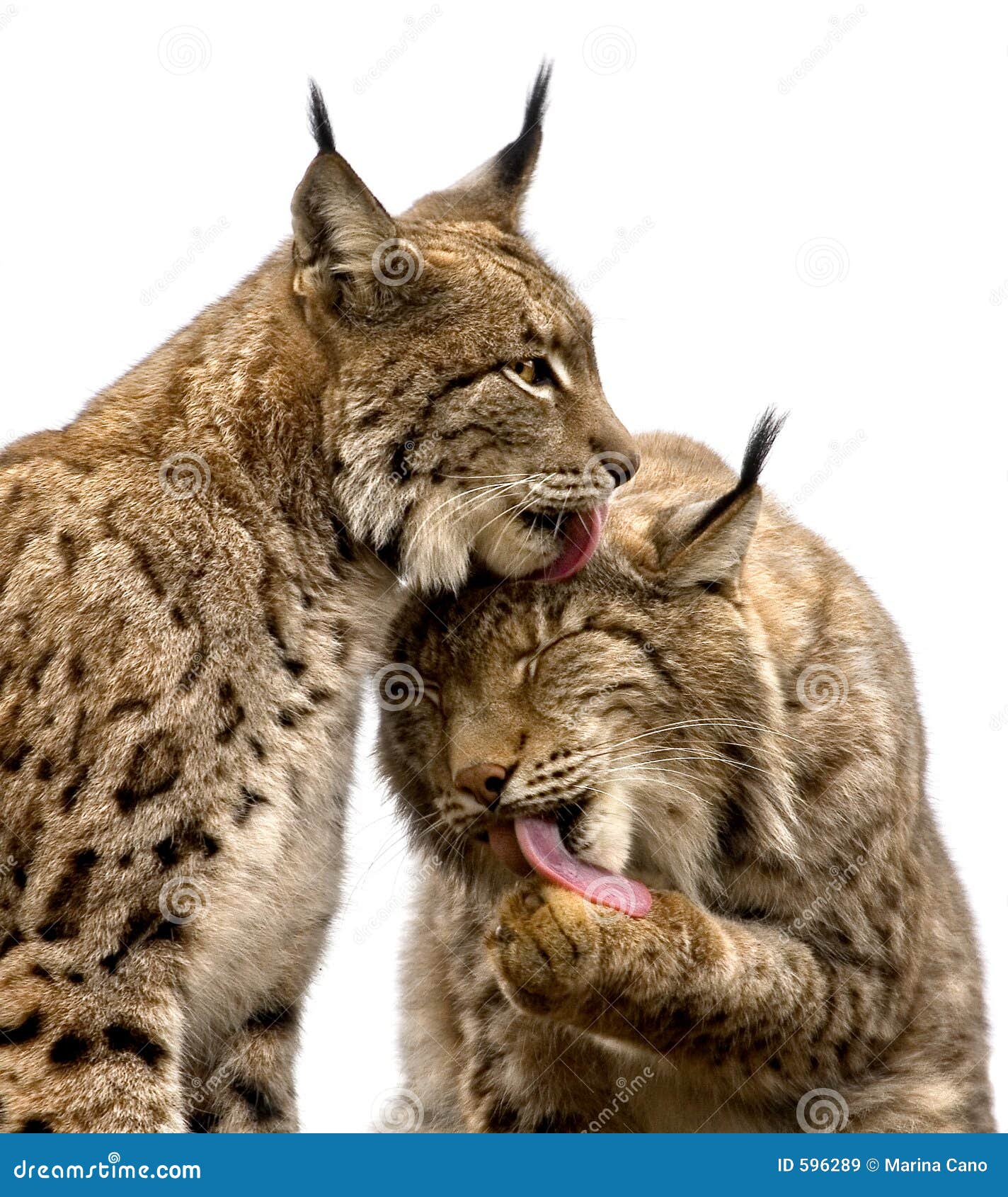 Two lynx stock image. Image of bobcat, portrait, novosibirsk - 596289