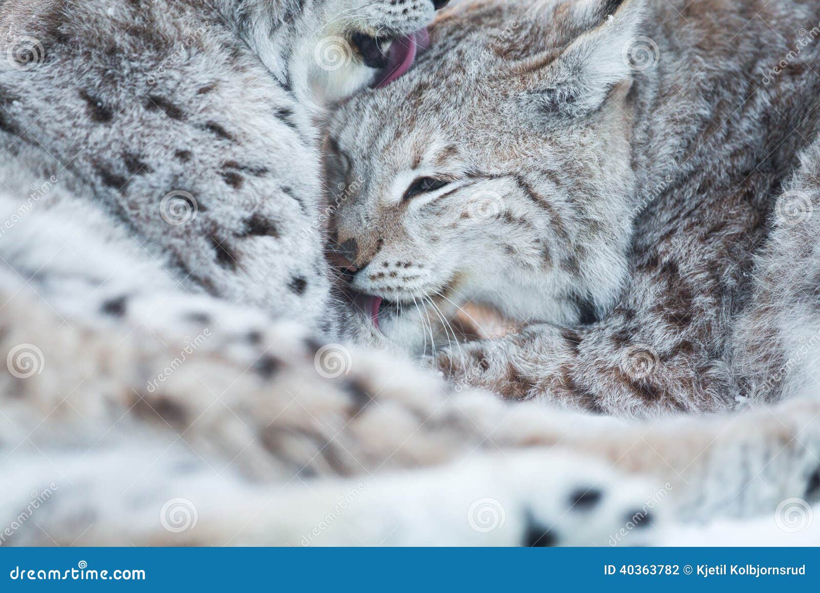 Two Lynx Cleaning Fur in Snow Stock Photo - Image of scandinavia, wild ...