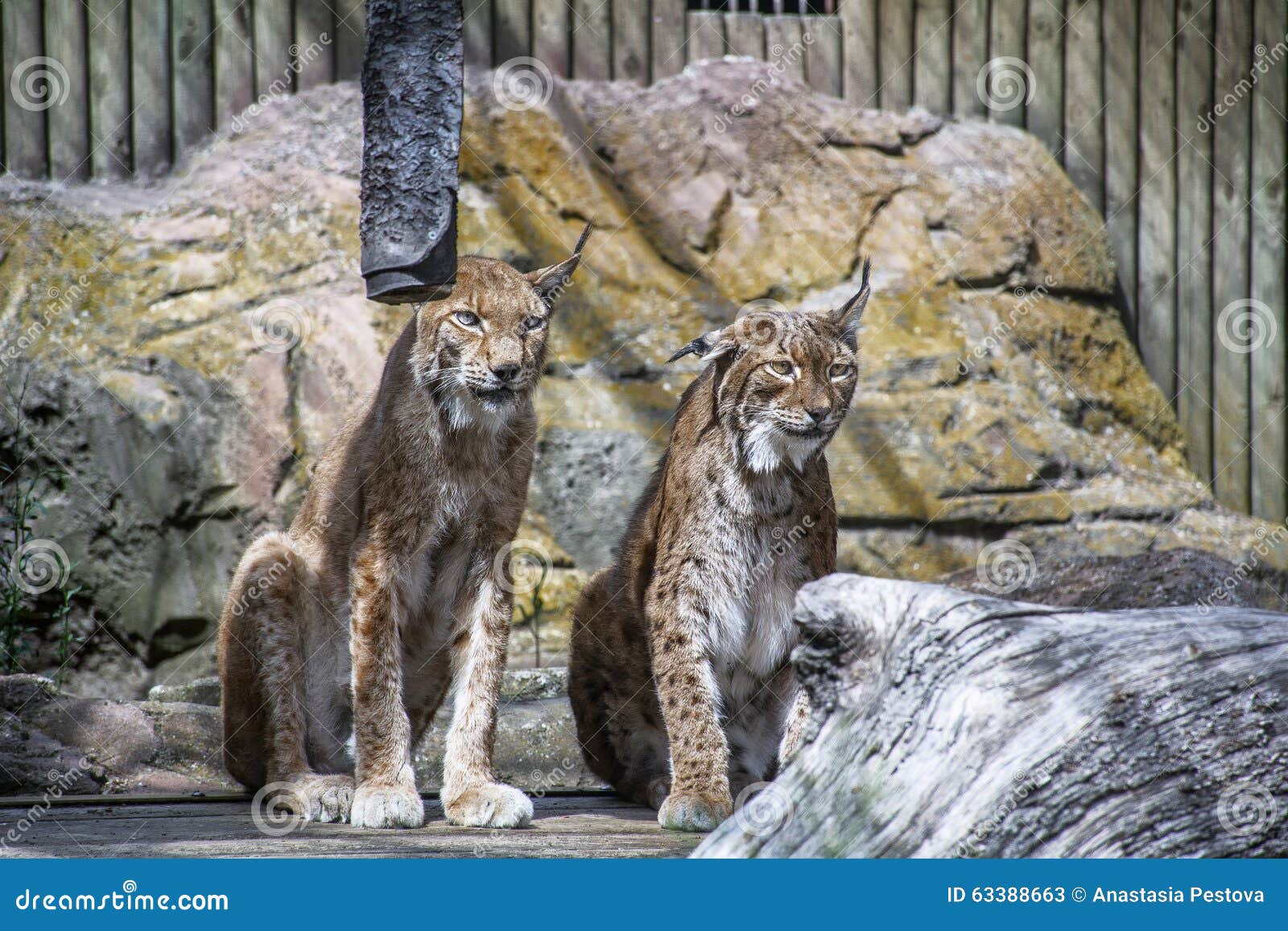 Two Lynx Live Together in the Cage Stock Image - Image of together ...