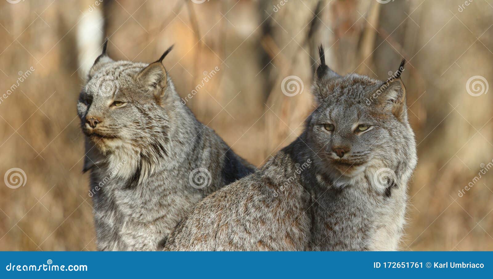 Two Lynx in Nature during Fall Stock Image - Image of feline, fall ...