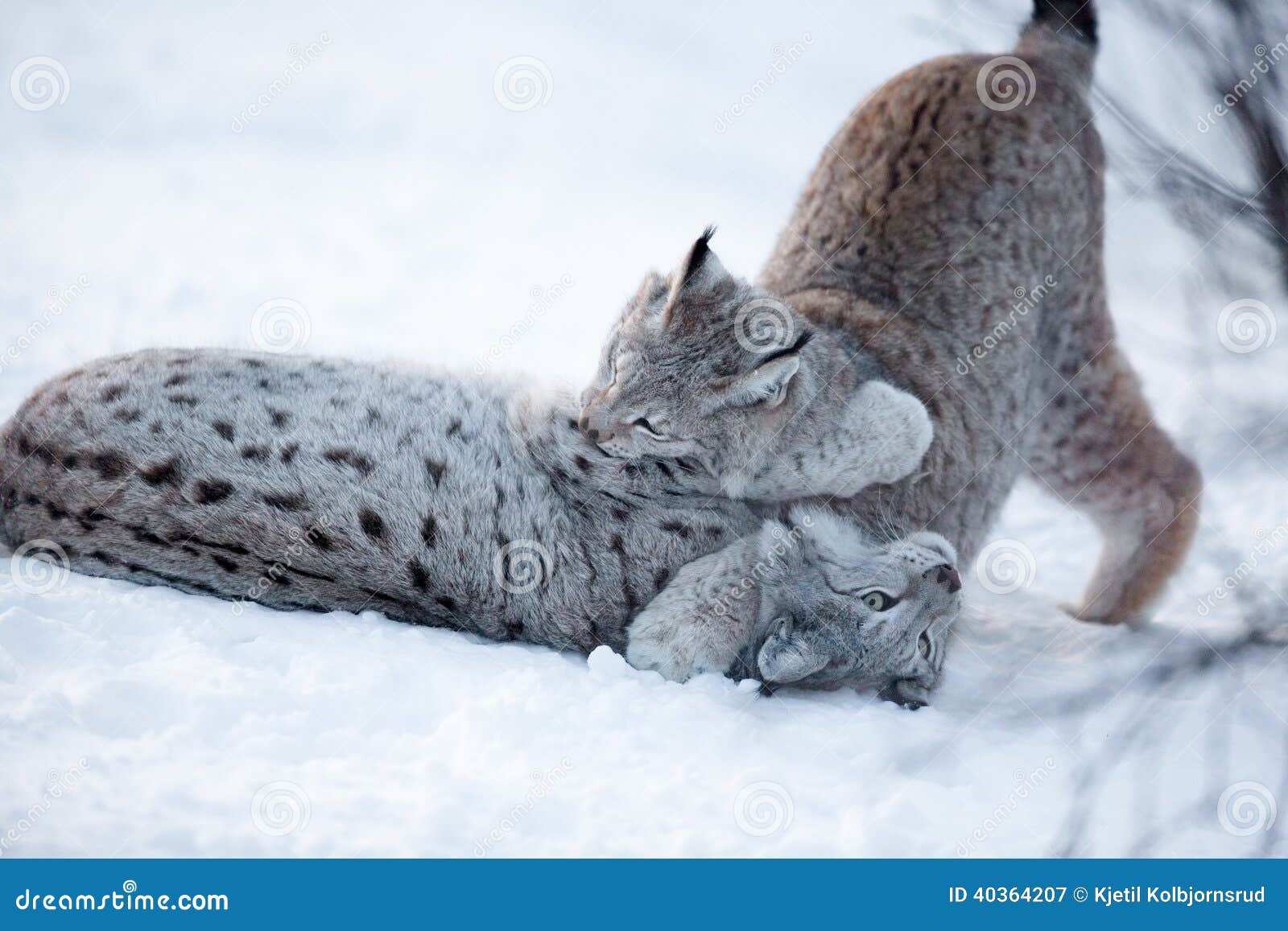 Two Lynx Playing in the Snow Stock Image - Image of outdoors, rare ...
