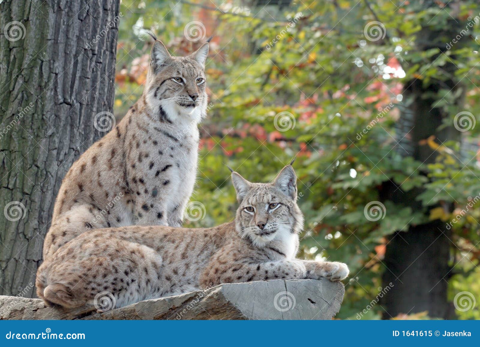 Two lynx resting stock image. Image of rest, couple, resting - 1641615