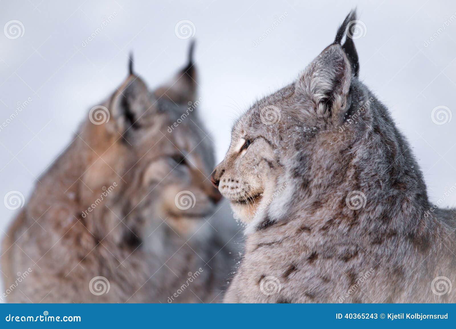 Two lynx rests in the snow stock image. Image of forest - 40365243