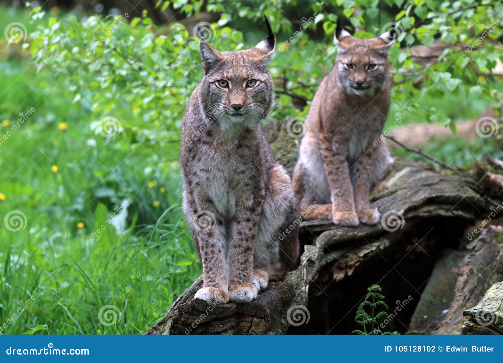 Lynxes stock photo. Image of eurasian, nature, green - 105128102