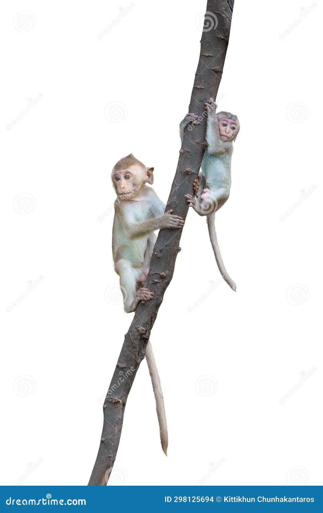 Two Macaca or Monkeys Friend Climbs Play on Tree in Natural Forest and ...