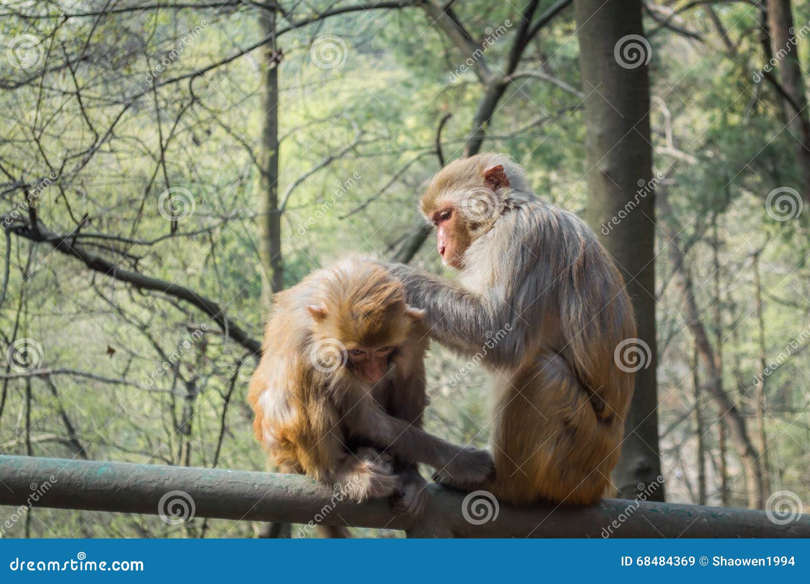 Two Macaque Monkeys Grooming Stock Image - Image of macaque, guiyang ...