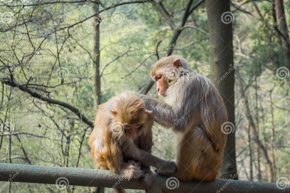 Two Macaque Monkeys Grooming Stock Image - Image of macaque, guiyang: 68484369