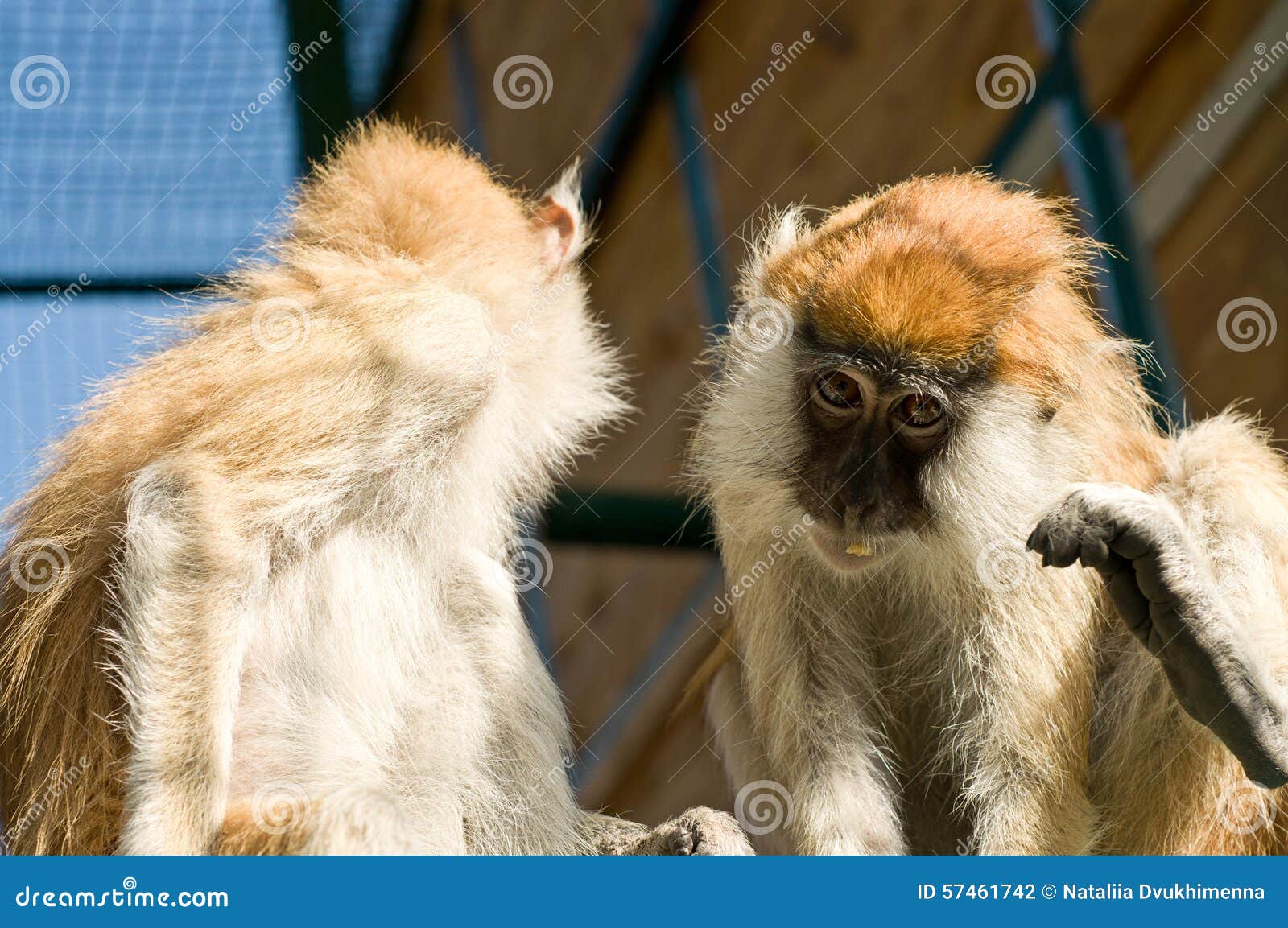 Two Macaque monkeys stock photo. Image of large, wildlife - 57461742