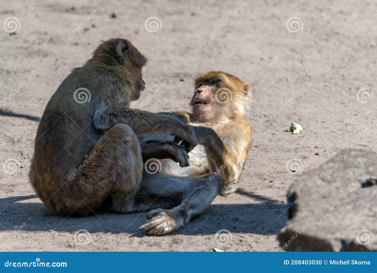 Two Macaque Monkeys Playing on a Sunny Day Stock Photo - Image of ...