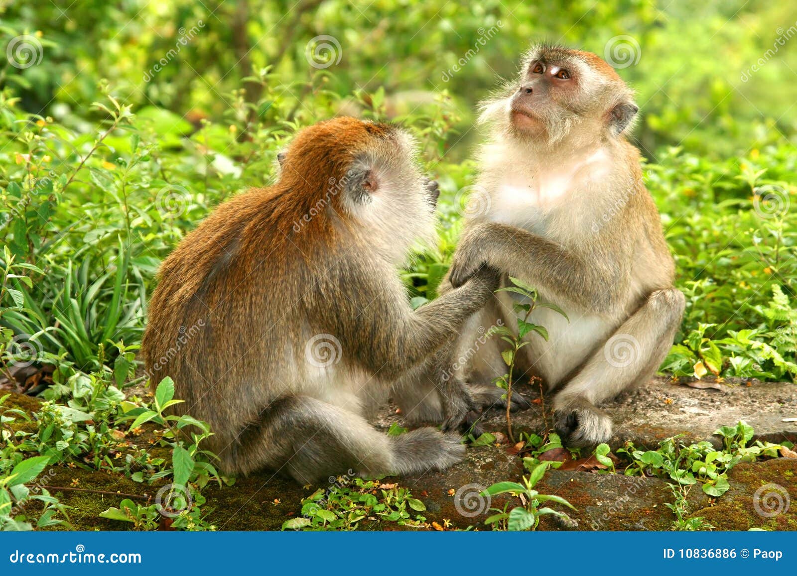 Two Macaques stock photo. Image of play, asia, asian - 10836886