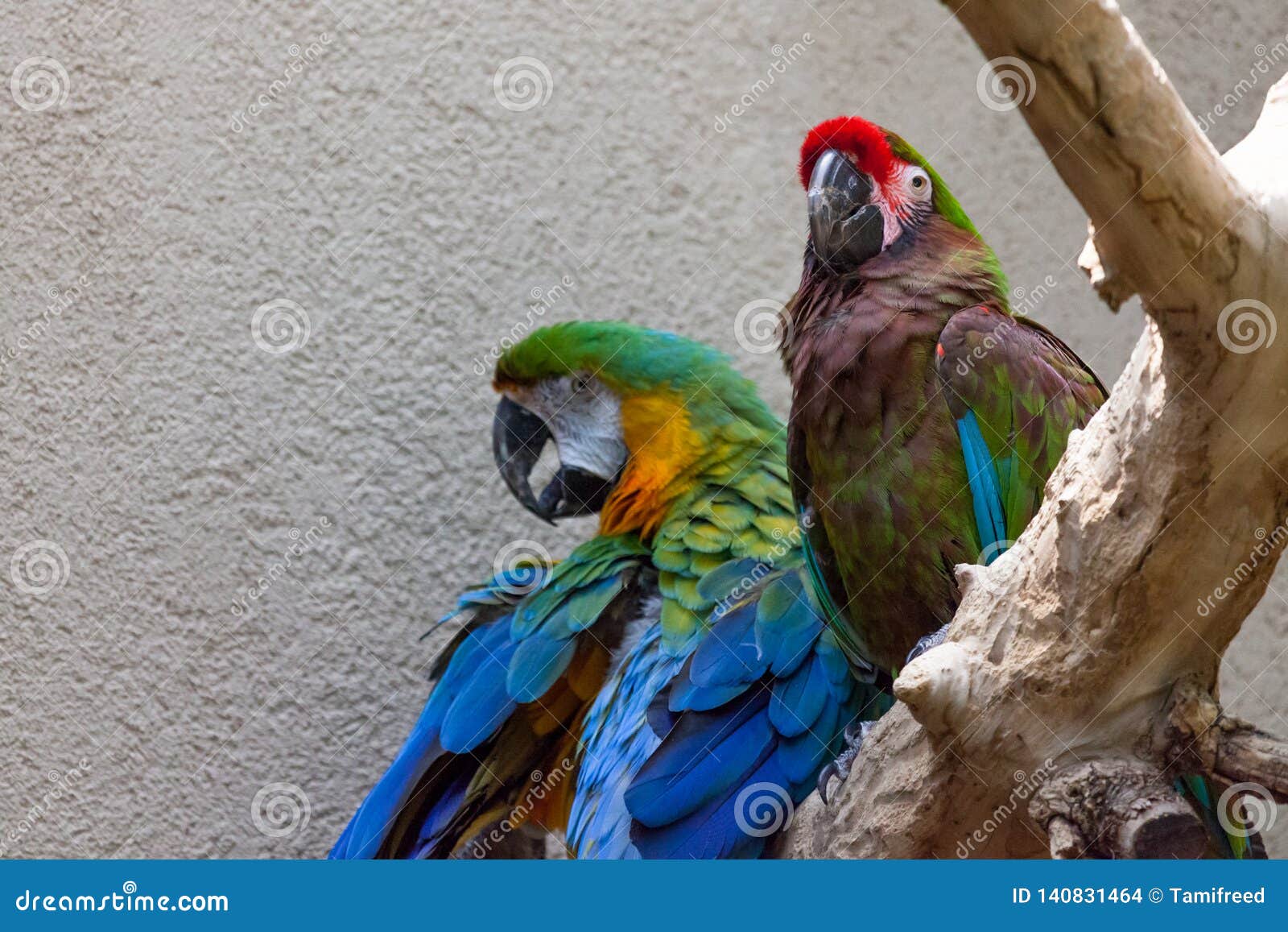 Two Macaw Birds on a Branch Stock Photo - Image of adventure, family ...