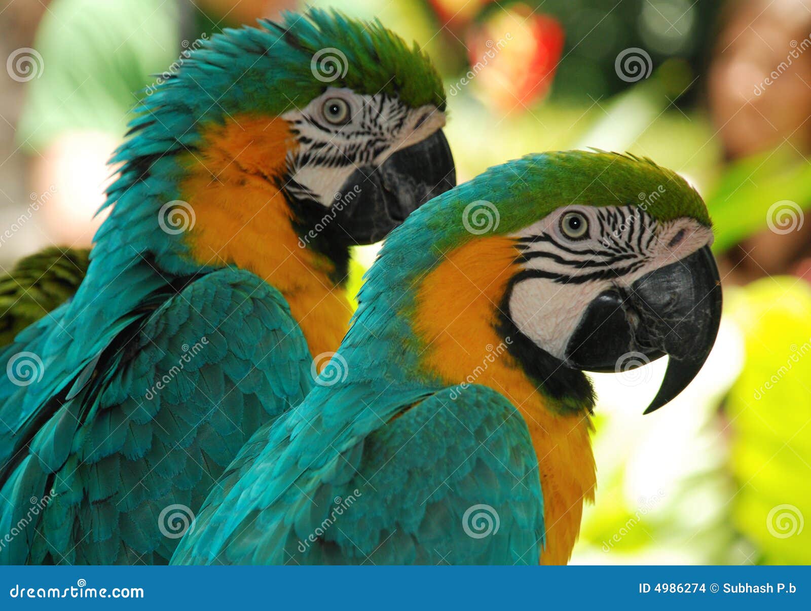 Two macaw love birds stock photo. Image of nature, beautiful - 4986274