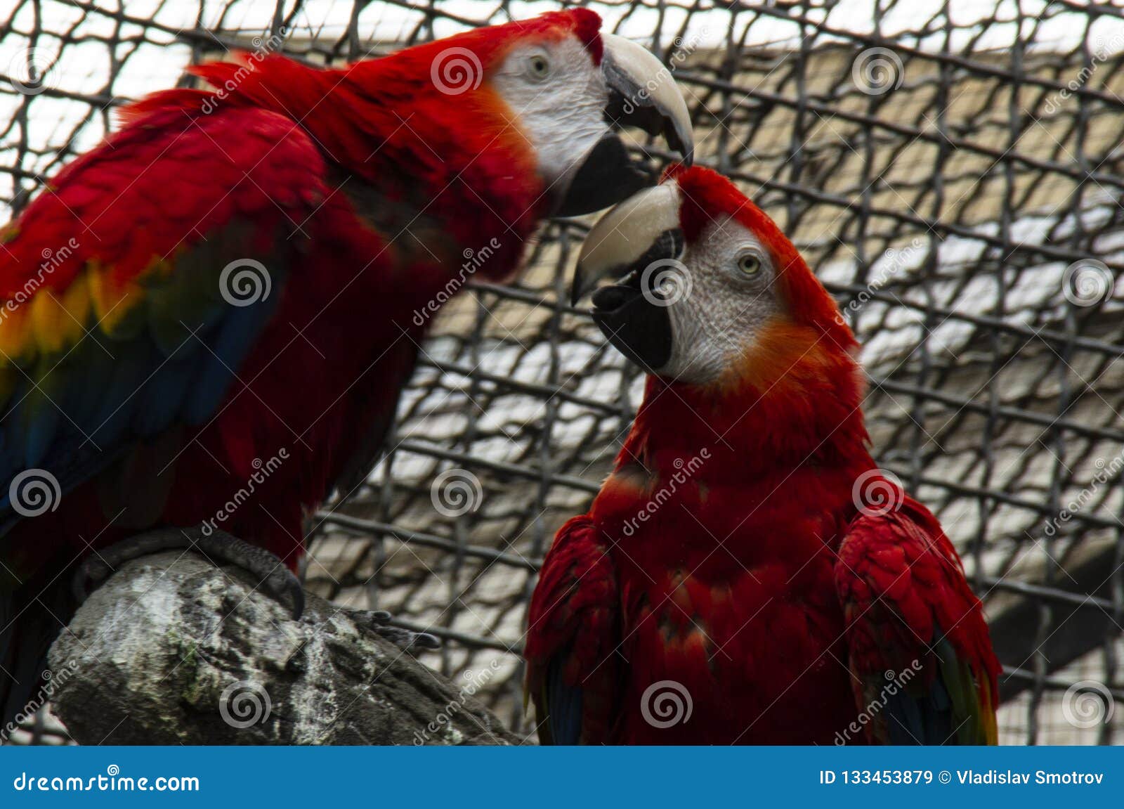Two macaw parrots stock image. Image of macaw, cute - 133453879