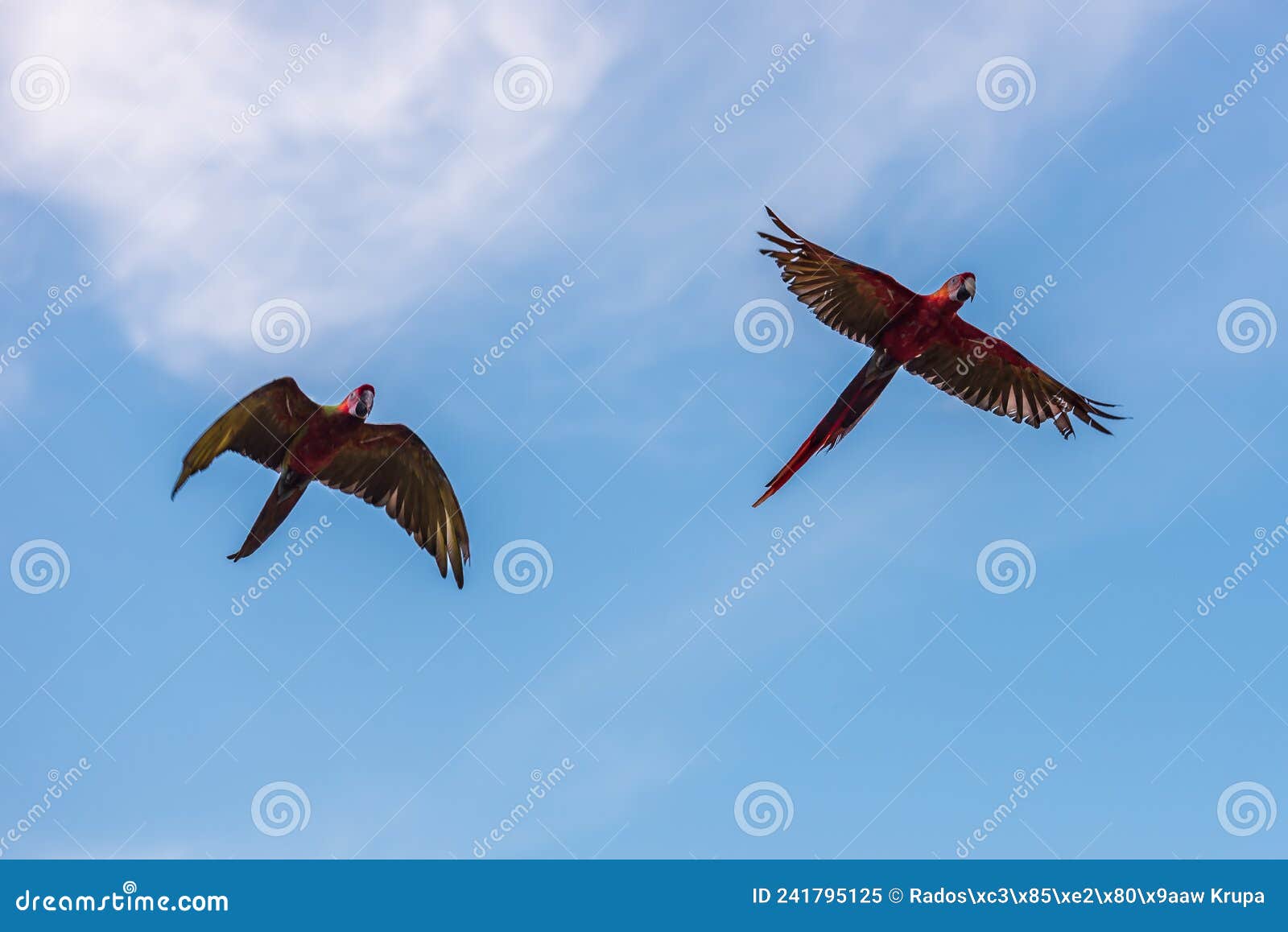 Two Red Parrots In Flight. Macaw Flying, White Background, Isolated ...