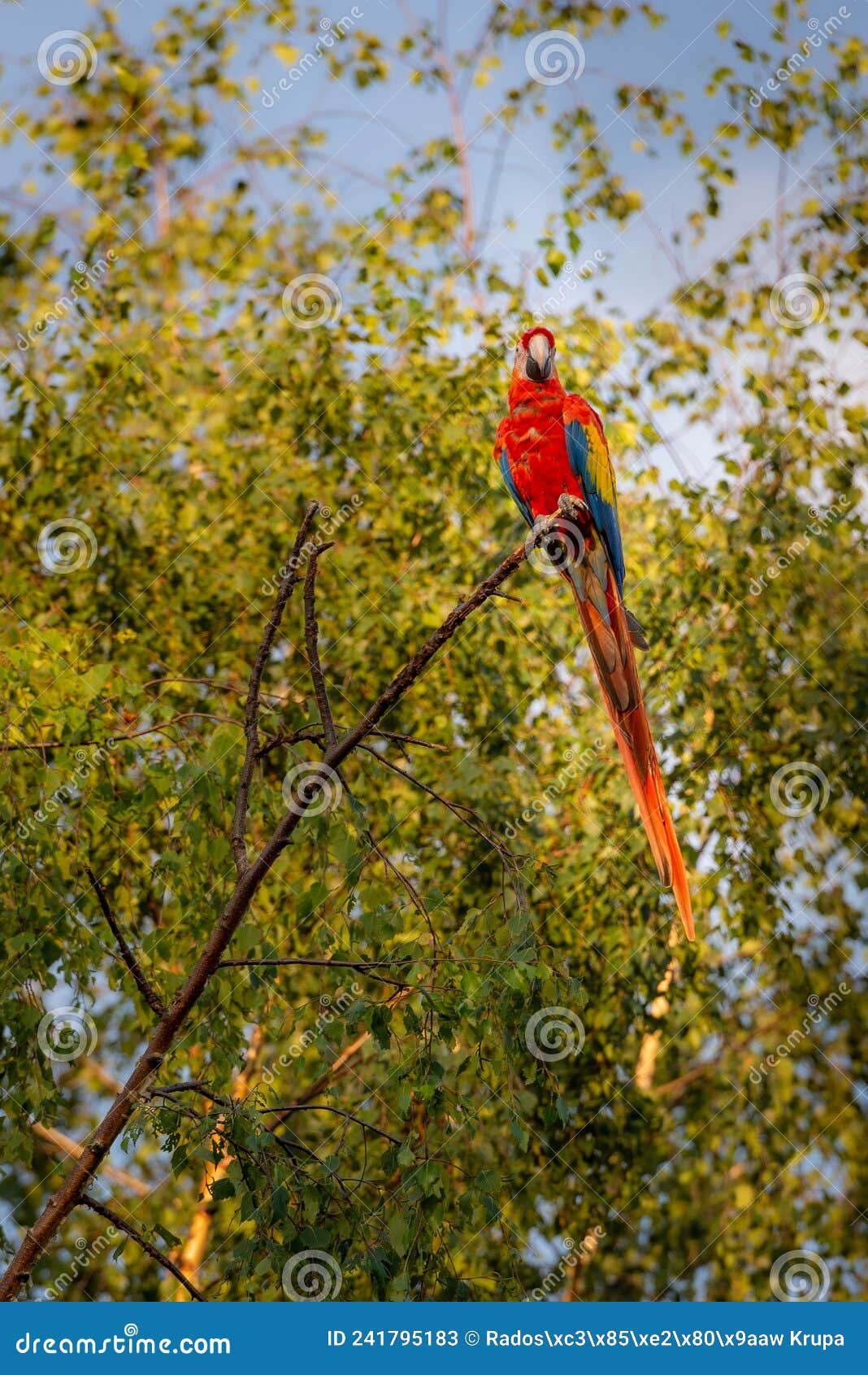 Two Macaw Parrots Caught in Flight Stock Image - Image of gasup3, macaw ...