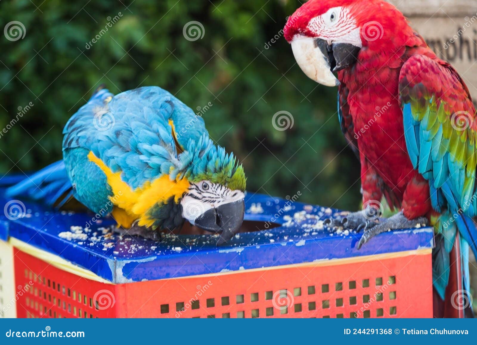 Two macaw parrots eat food stock photo. Image of feather - 244291368
