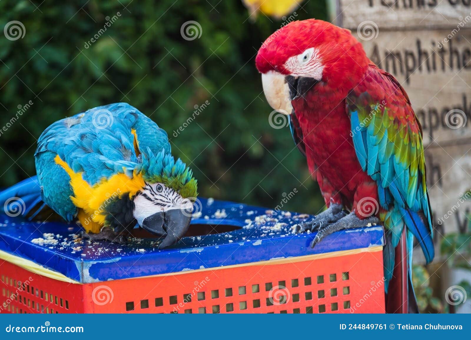 Two macaw parrots eat food stock image. Image of colour - 244849761