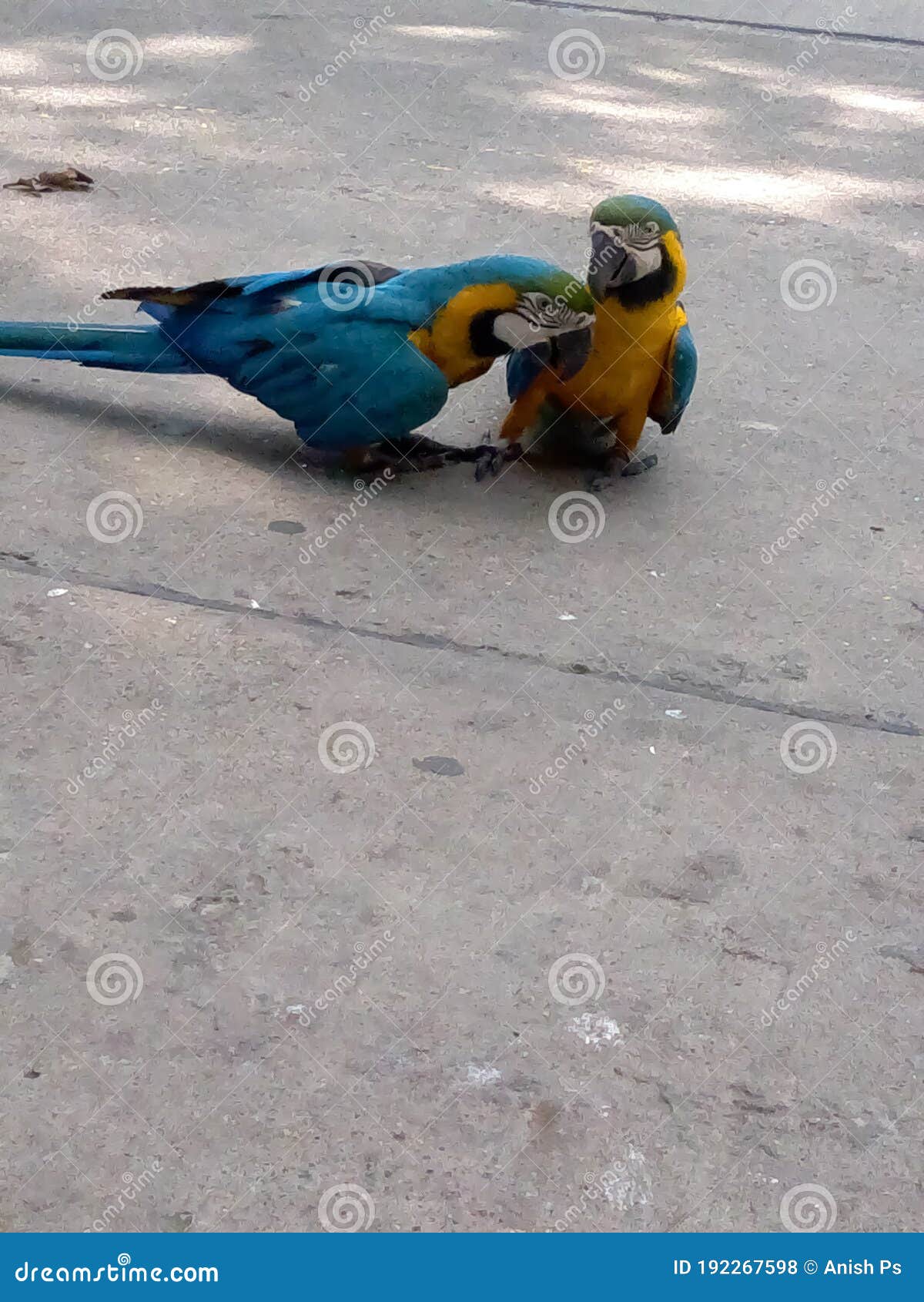 Two Macaw Parrots Playing on the Floor Stock Photo - Image of white ...