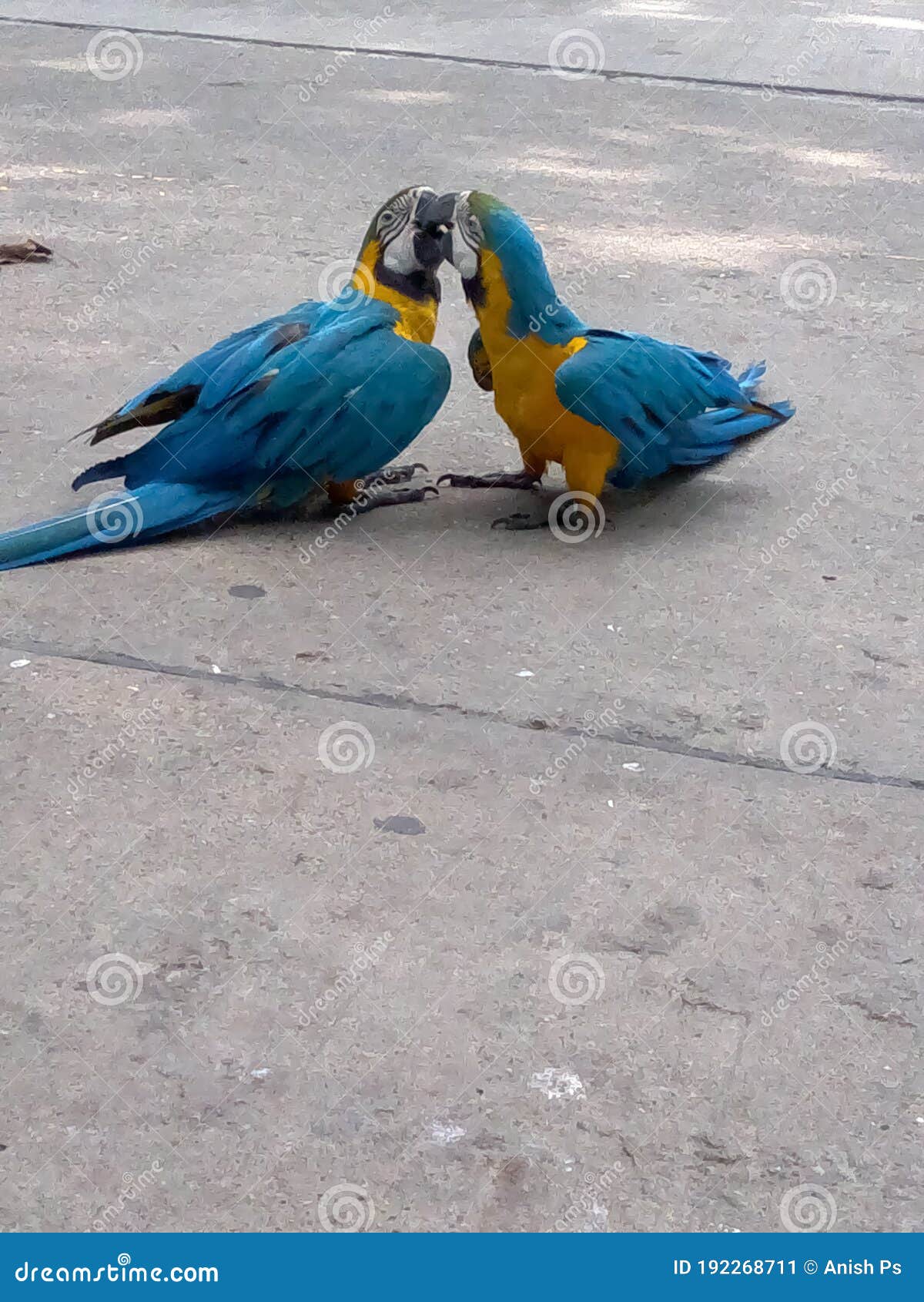 Two Macaw Parrots Playing on the Floor Stock Image - Image of exotic ...
