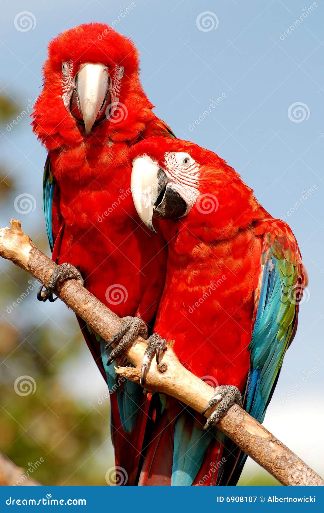 Two Macaw Parrots Sitting Together on a Branch Stock Image - Image of ...