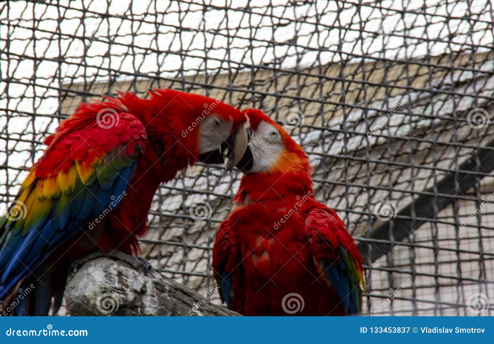 Two macaw parrots stock image. Image of animal, tropical - 133453837