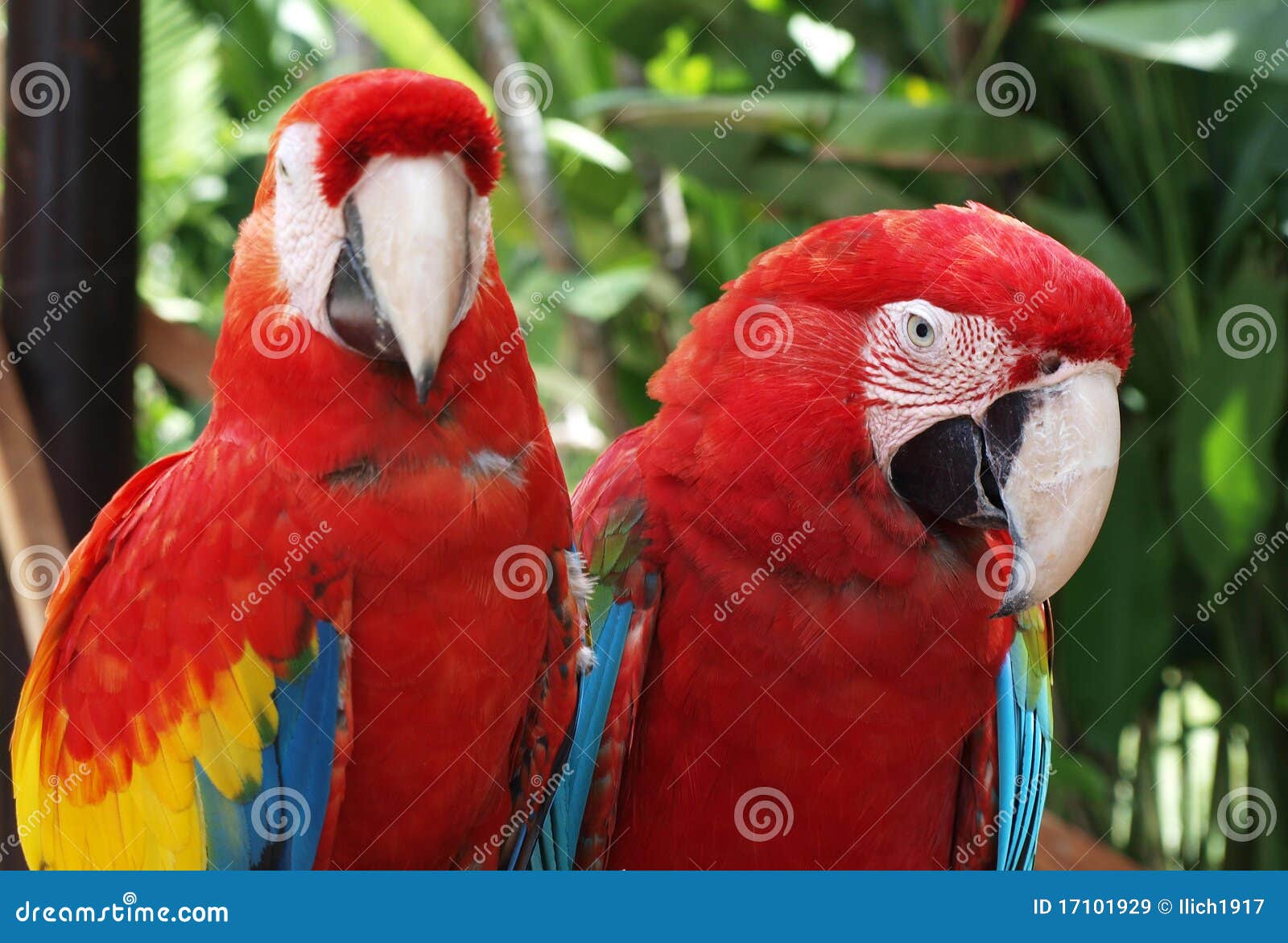 Two macaws stock image. Image of portrait, nature, bird - 17101929