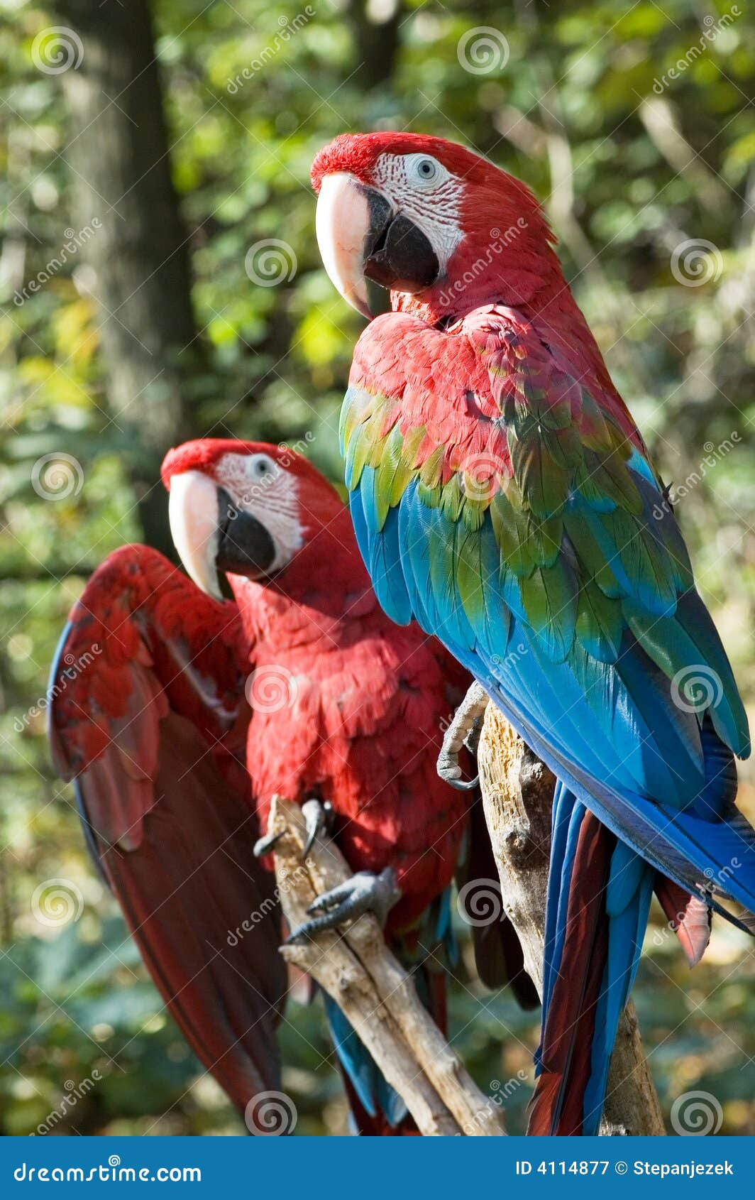 Two macaws stock image. Image of wilderness, wild, macaws - 4114877