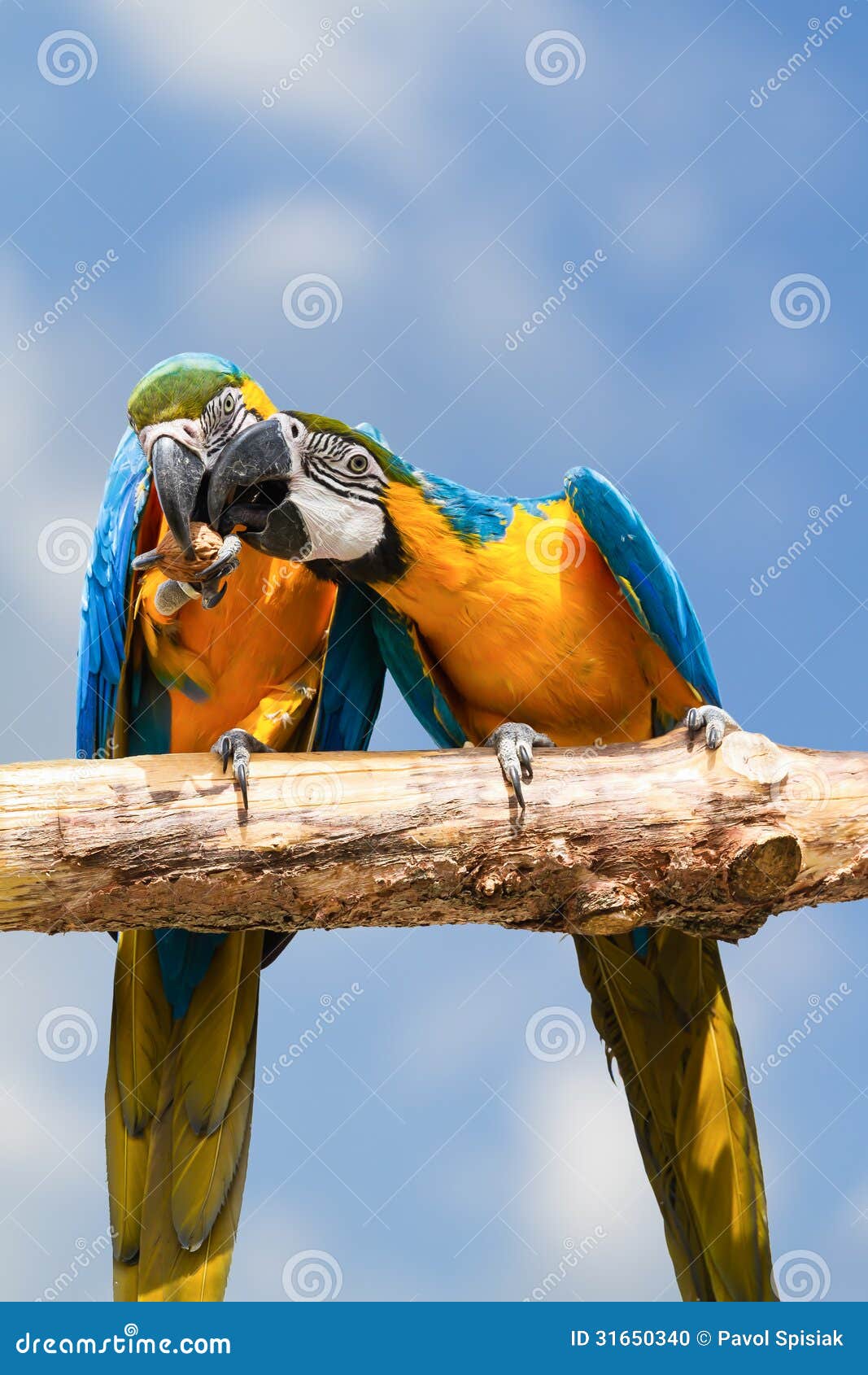 Two macaws. stock photo. Image of colored, beak, closeup - 31650340