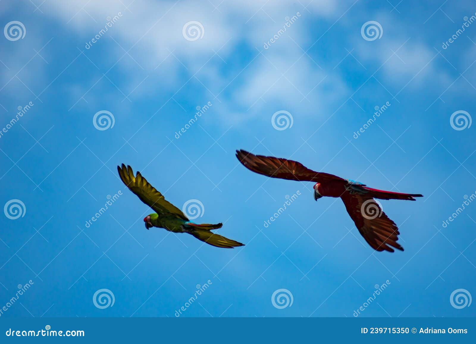 Two macaws flying stock photo. Image of macaws, great - 239715350