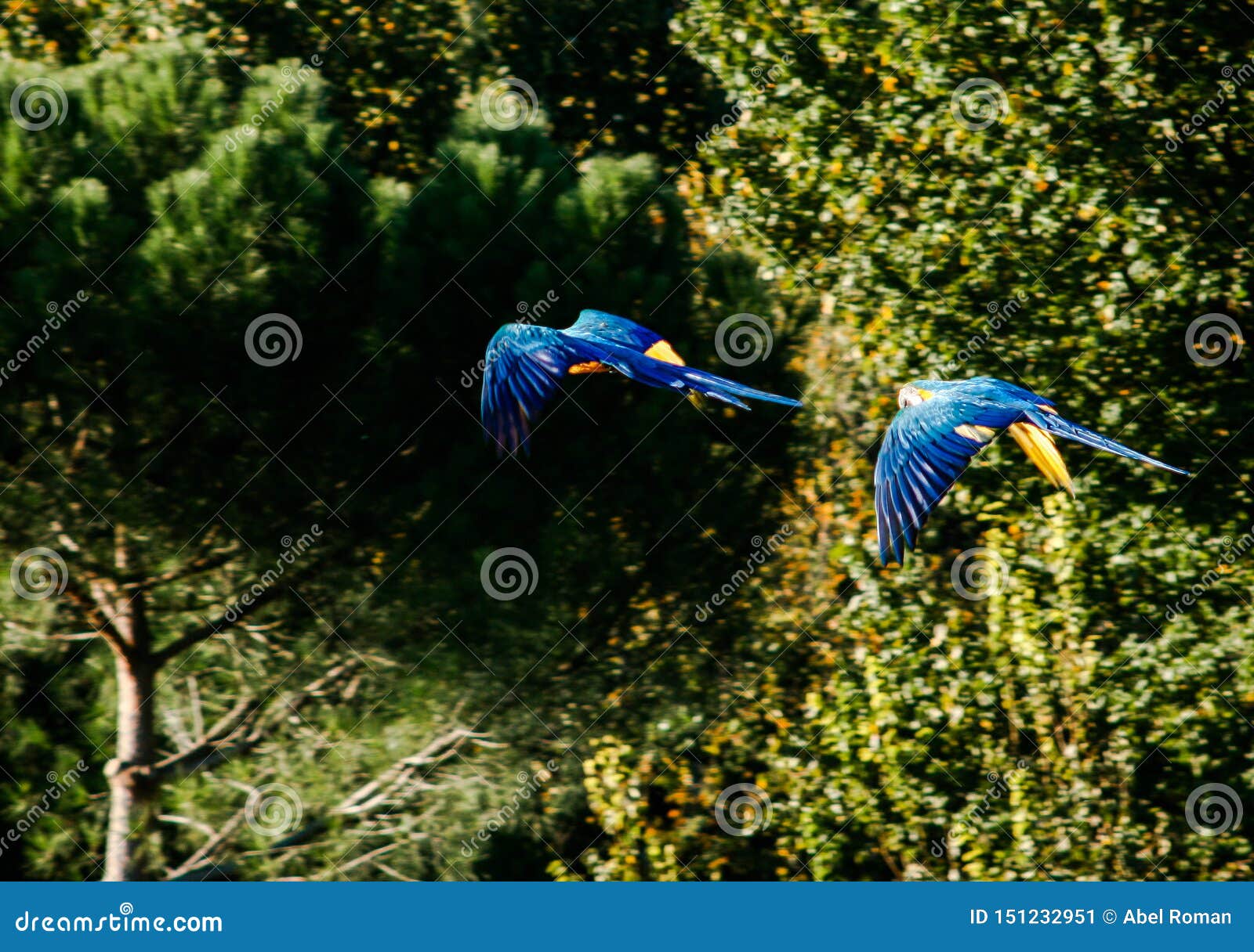 Two Macaws Flying with a Green Forest Background Stock Image - Image of ...