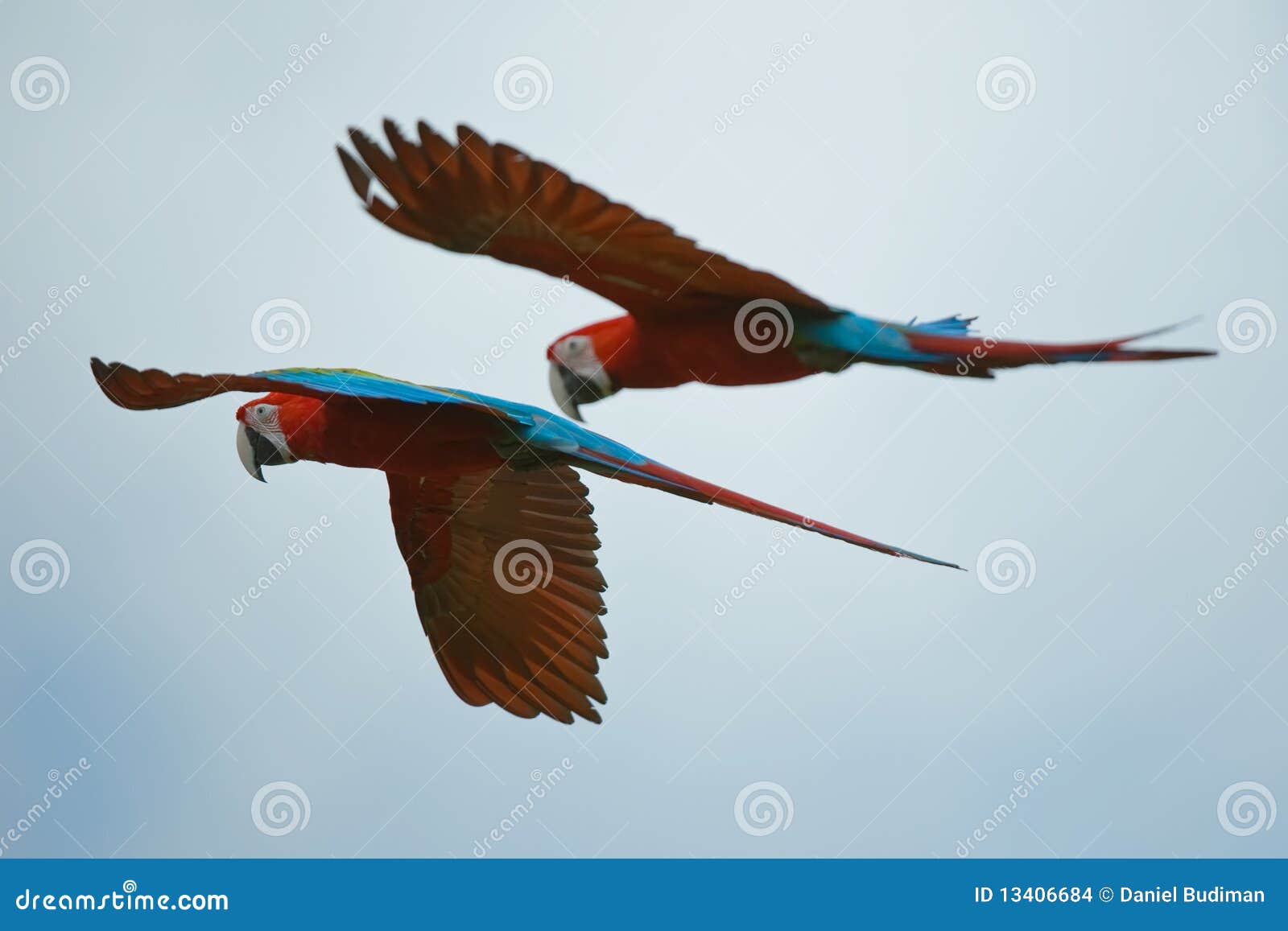 Two macaws flying high stock photo. Image of colourful - 13406684