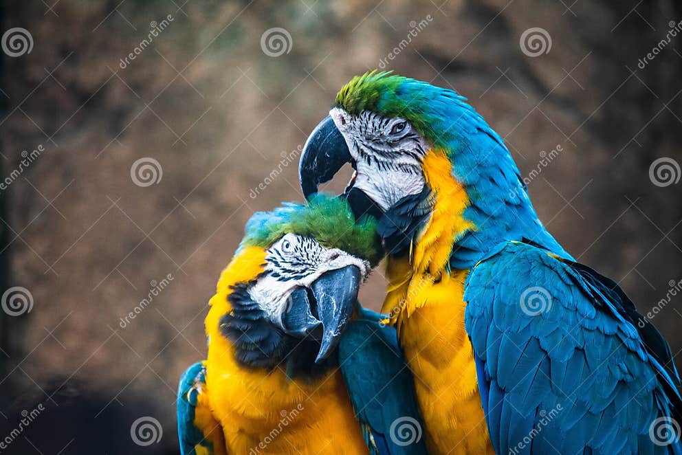 Two macaws in love stock photo. Image of feather, wildlife - 249902860