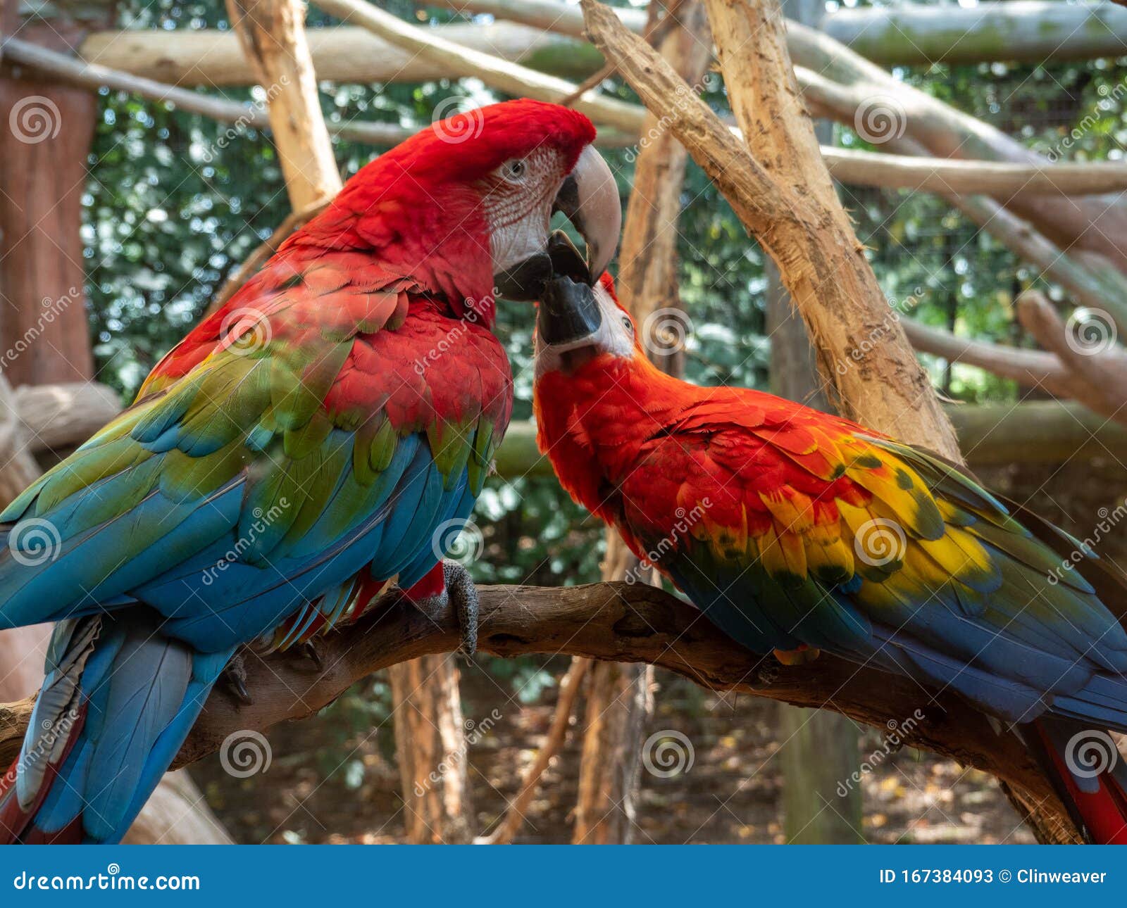 Two Macaws on a Perch stock image. Image of colorful - 167384093