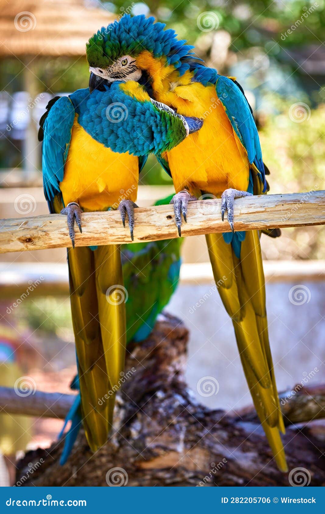 Two Macaws Perched Atop a Wooden Bench in a Natural Outdoor Setting ...