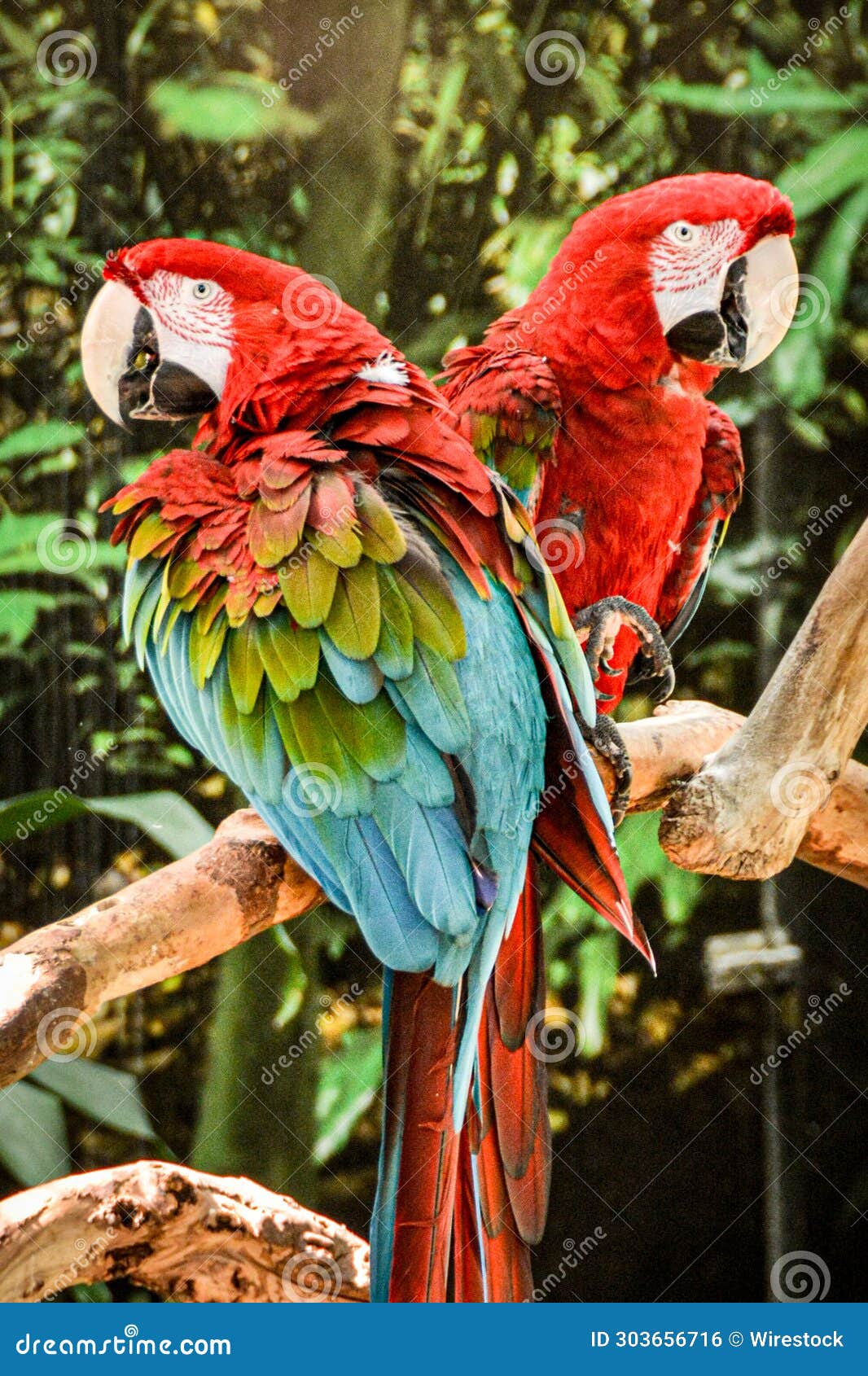 Two Macaws Perched Side by Side on a Leafy Tree Branch. Stock Photo ...