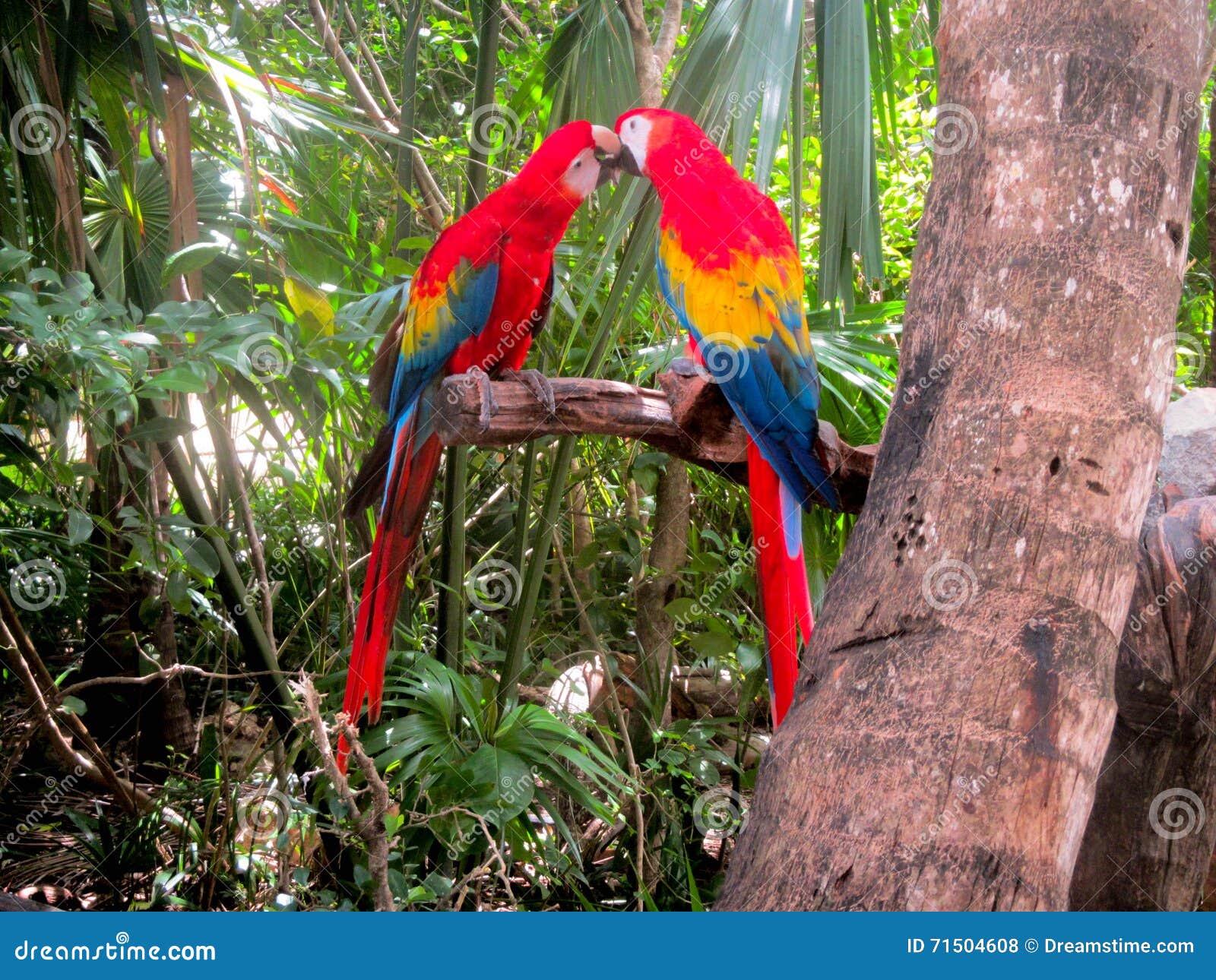 Two Macaws Sitting on a Branch Stock Photo - Image of communication ...