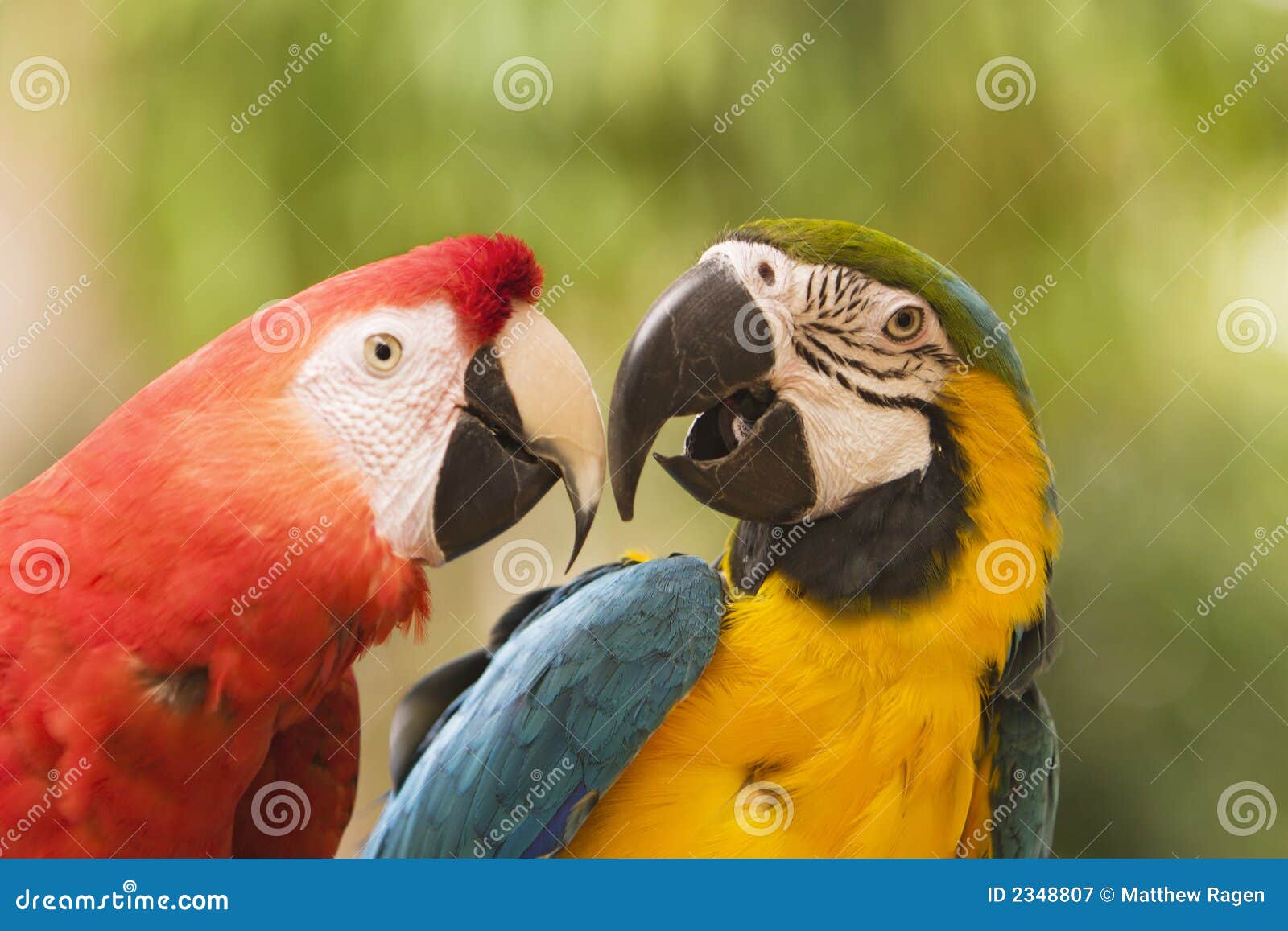 Two Macaws Together stock image. Image of parrots, macao - 2348807