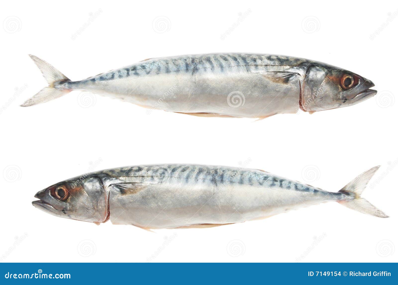 Two mackerel stock photo. Image of tail, white, seafood - 7149154
