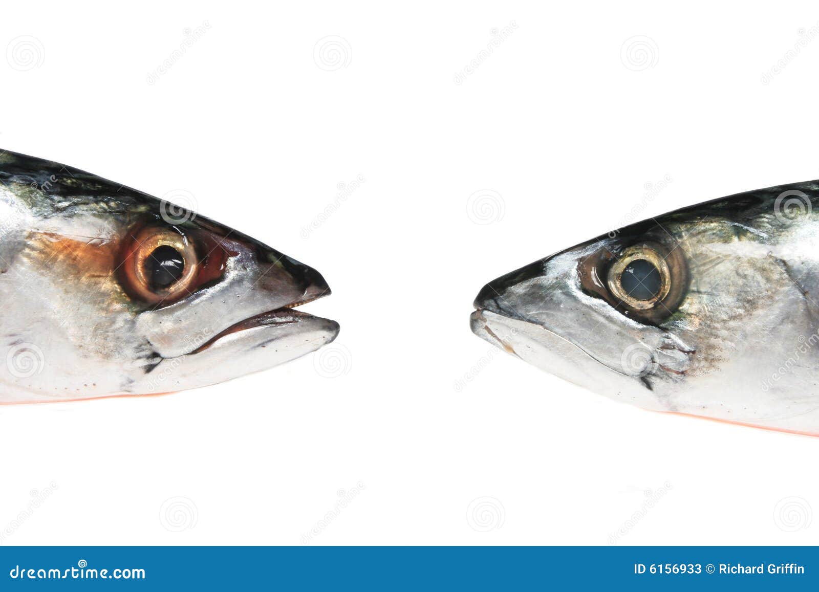 Two mackerel heads stock image. Image of skin, fish, mouth - 6156933