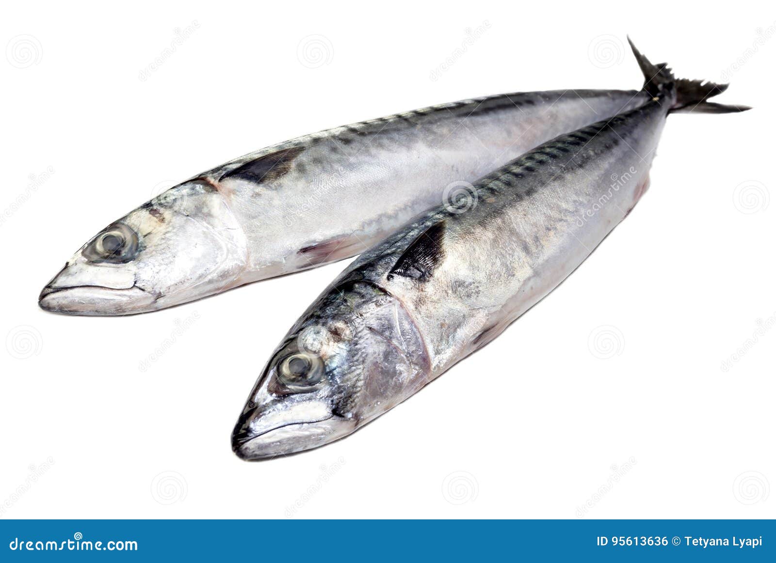 The two mackerel stock photo. Image of gills, caught - 95613636