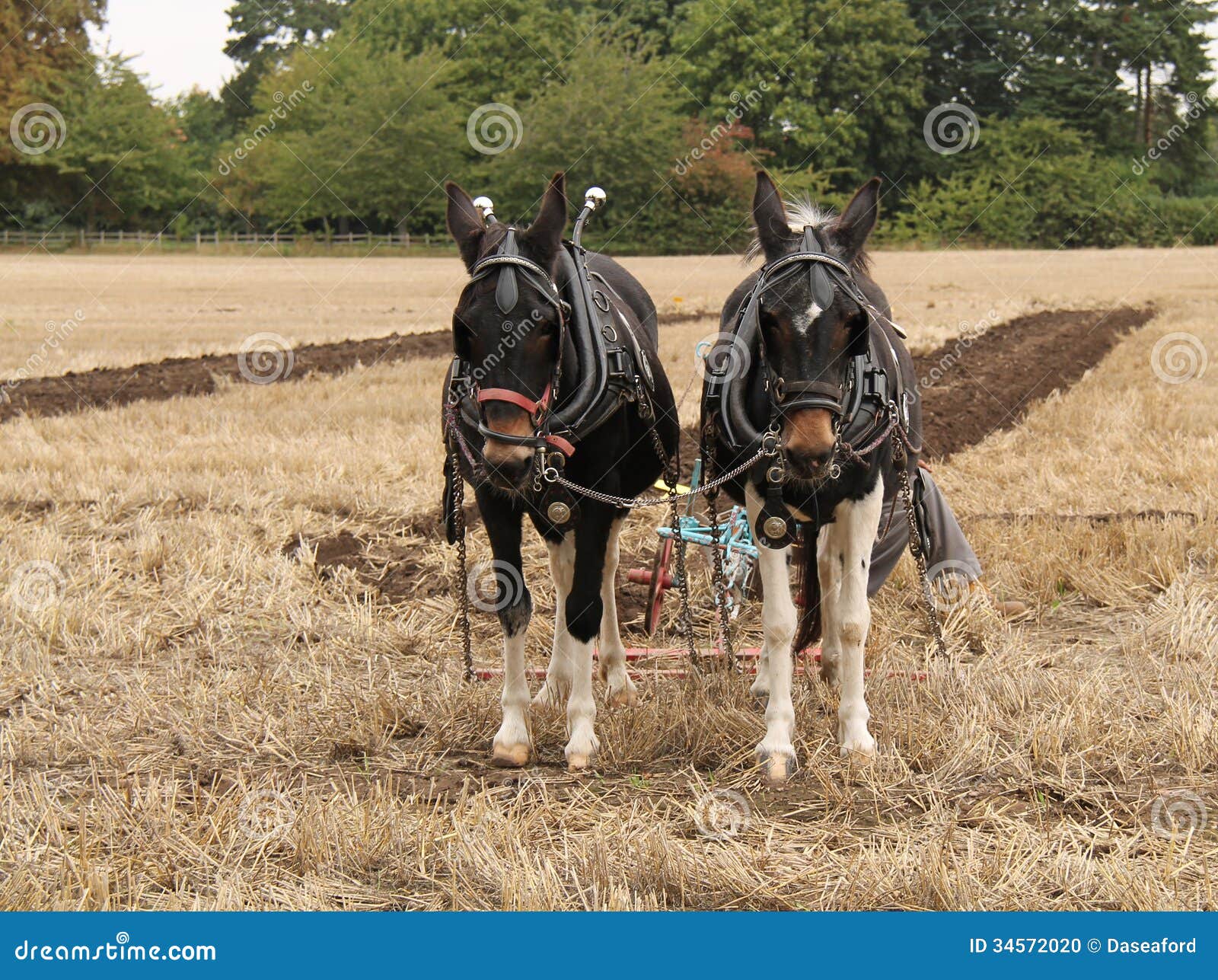 Two Magnificent Heavy Horses. Stock Photo - Image of farming, pulling ...