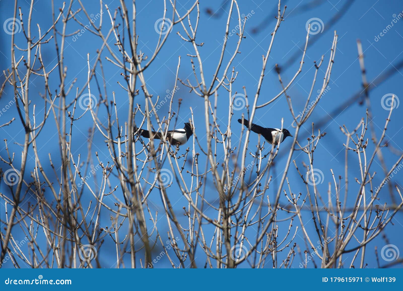 Two Magpies on the Birch Tree in Spring Stock Image - Image of nature ...