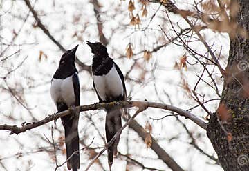 Two magpies perched branch stock photo. Image of chirping - 45146604