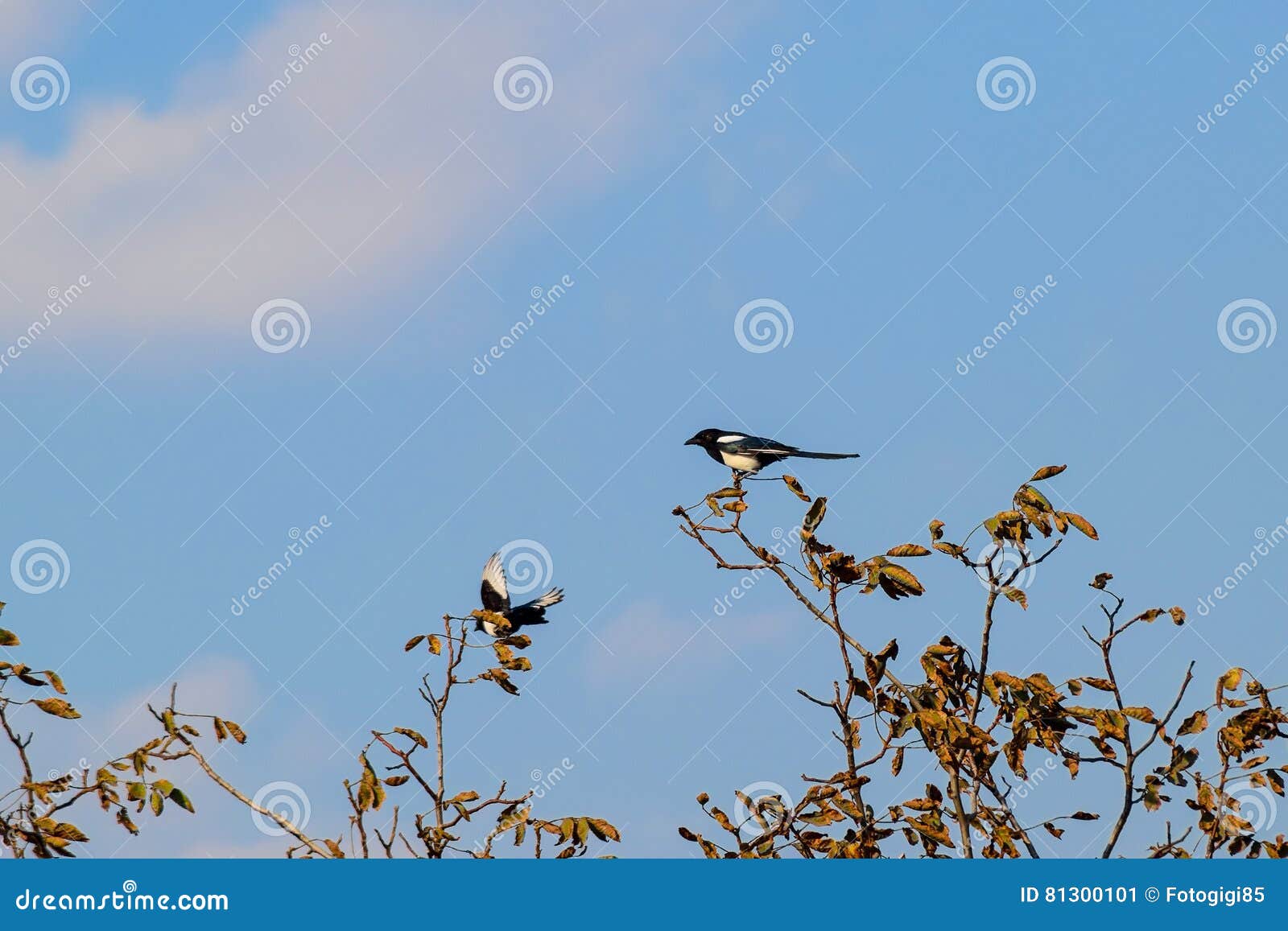 Two Magpies on the Top of the Tree. Magpie Bird Courtship Stock Image ...