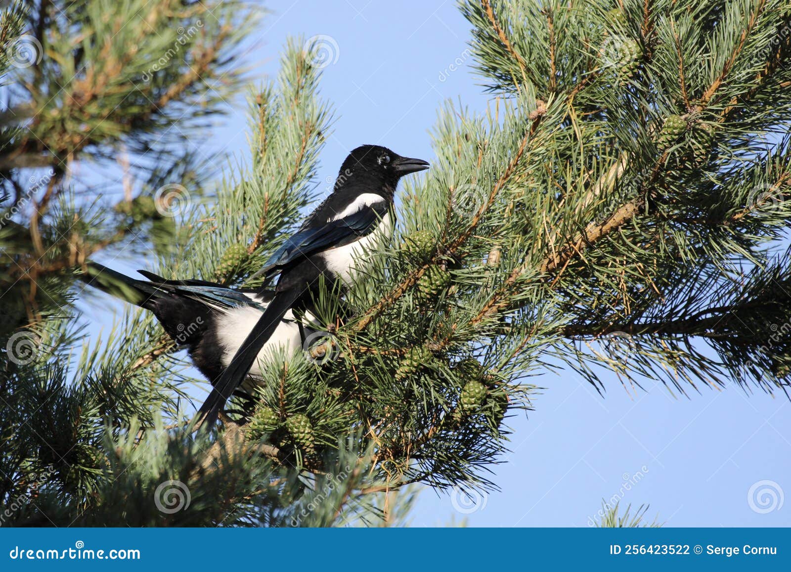 Two Magpies on a Tree Branch Stock Photo - Image of environment ...